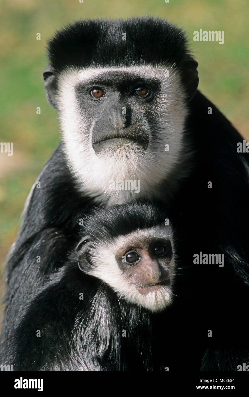 Black-and-white Colobus Monkey, female with young / (Colobus guereza ...