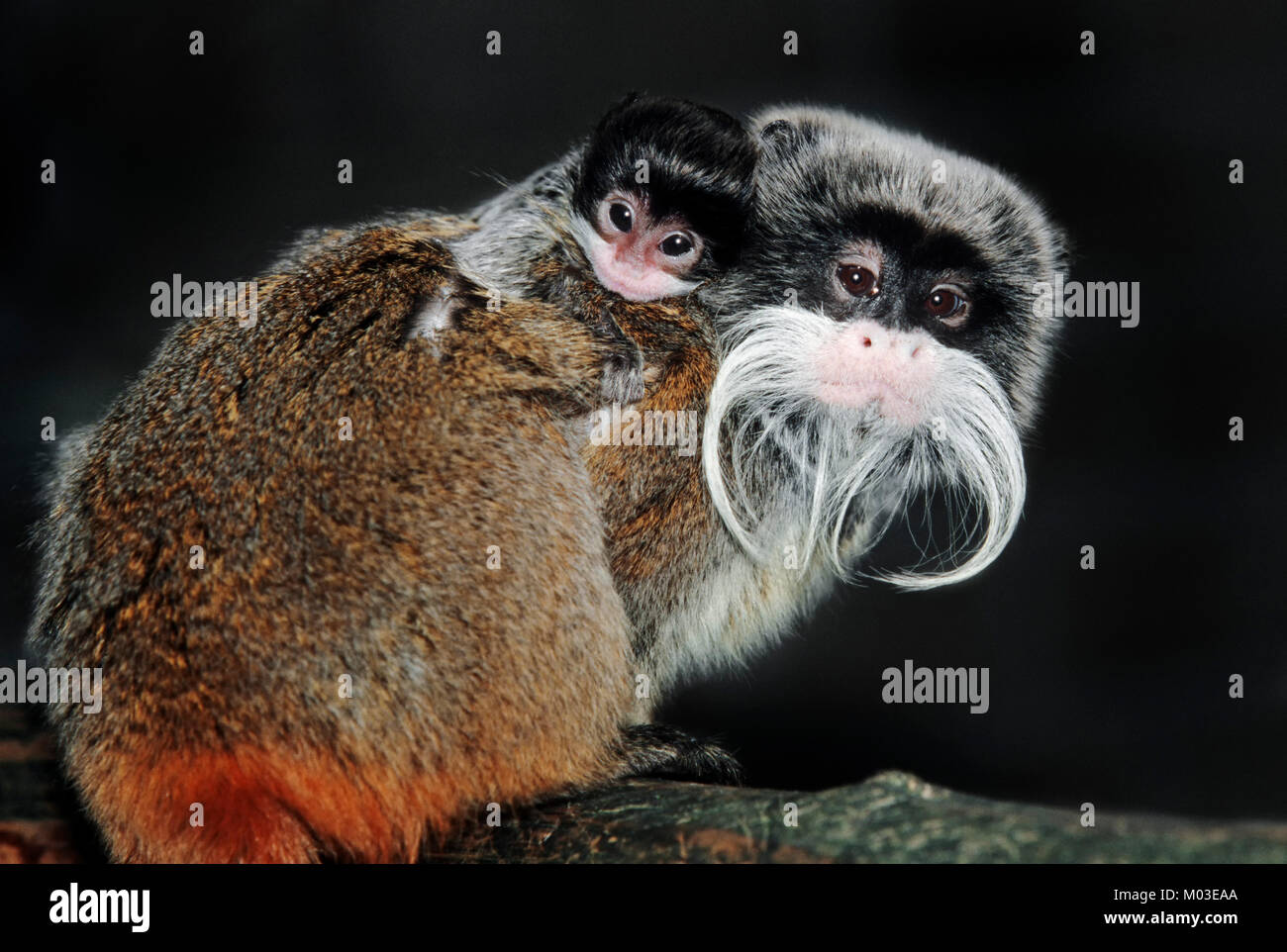 Emperor Tamarin Stock Photos & Emperor Tamarin Stock Images - Alamy