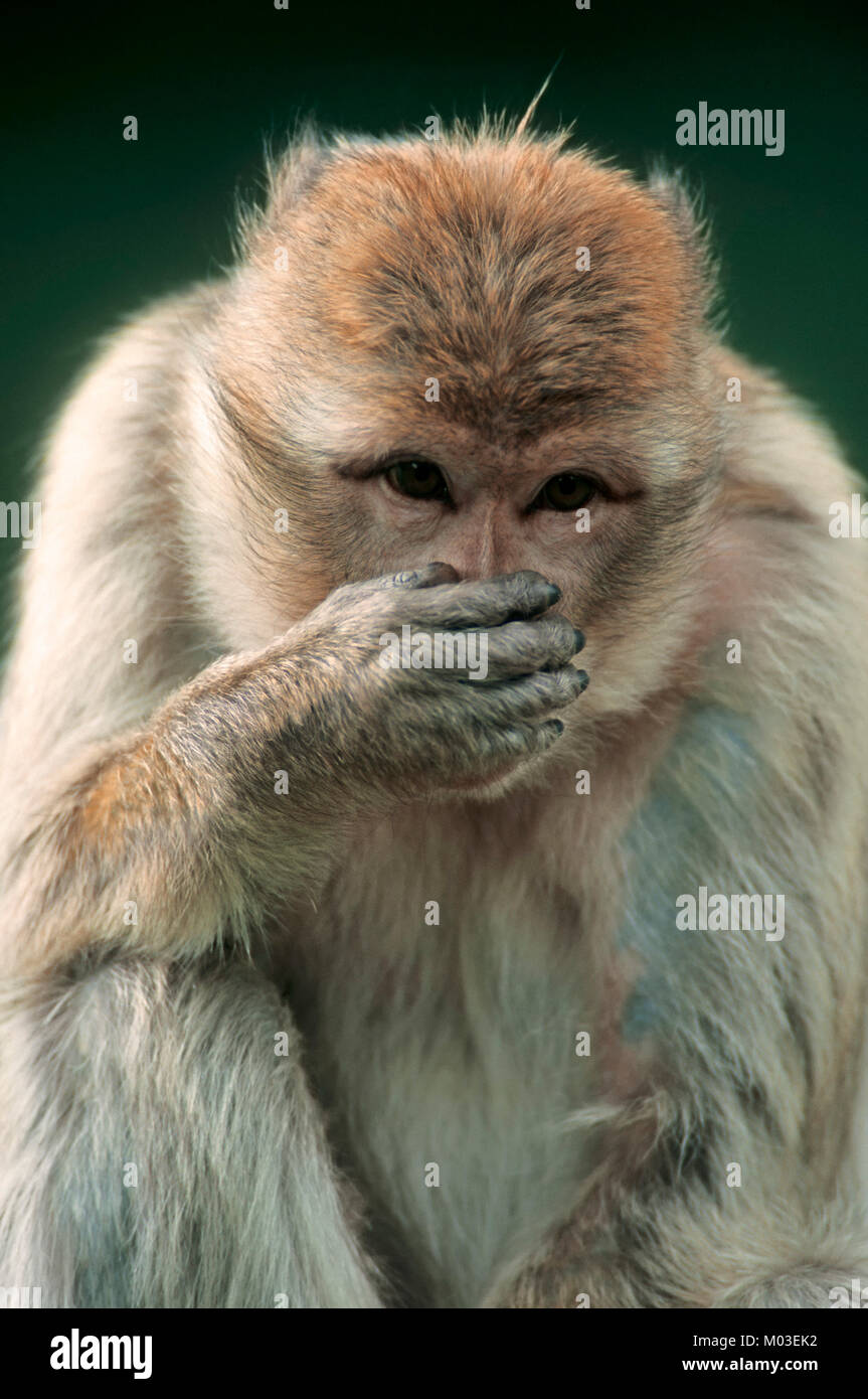 Barbary Monkey / (Macaca sylvanus, Macaca sylvana) | Berberaffe ...