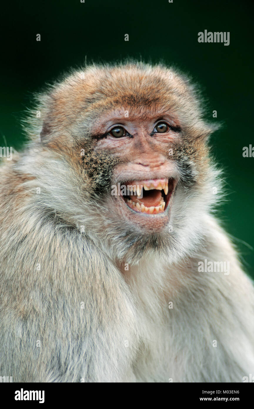 Barbary Monkey, male / (Macaca sylvanus, Macaca sylvana) | Berberaffe ...