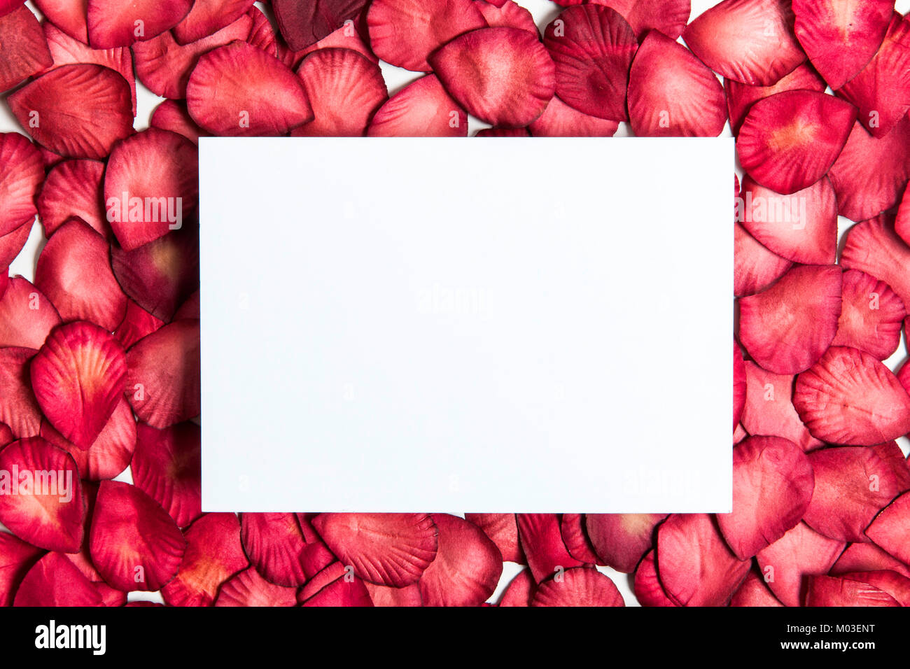 Blank white card on a red rose petal background. Romantic valentines ...