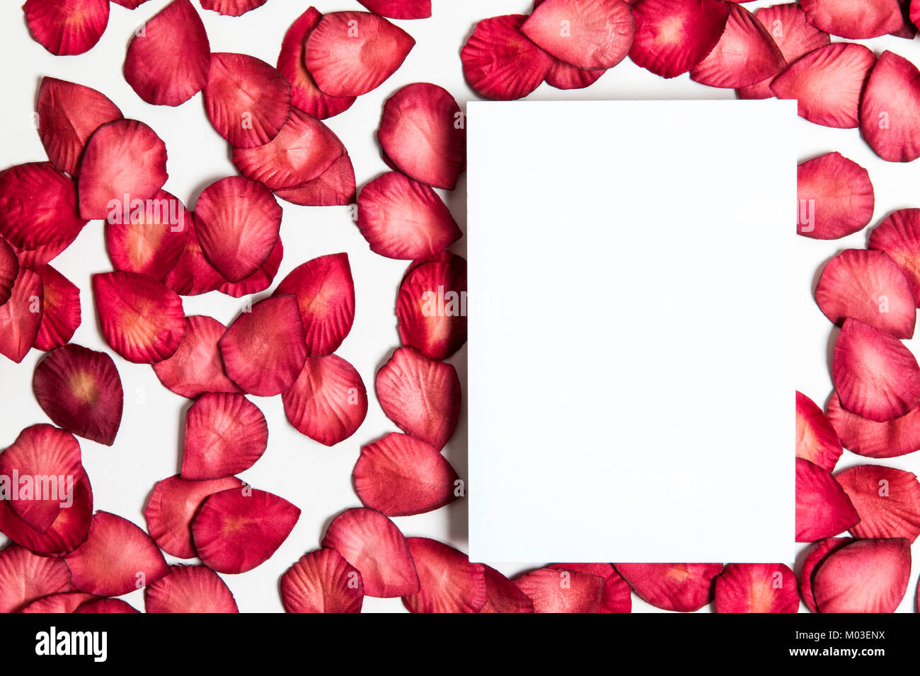 Blank white card on a red rose petal background. Romantic valentines ...