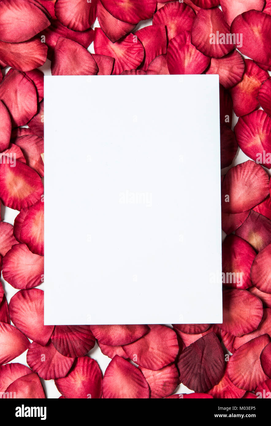 White Rose Petal Backgrounds