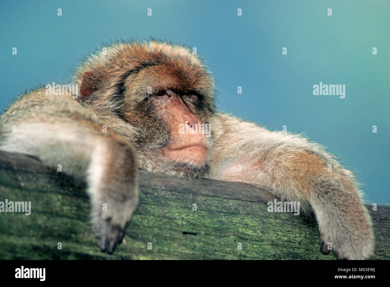 Barbary Monkey, male / (Macaca sylvanus, Macaca sylvana) | Berberaffe ...