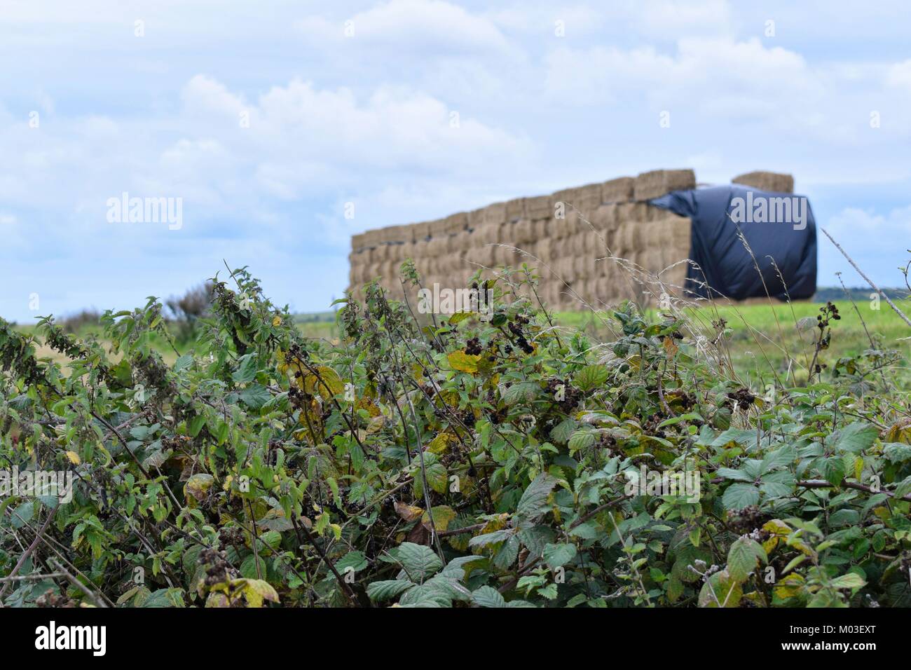 Hay way hi-res stock photography and images - Alamy