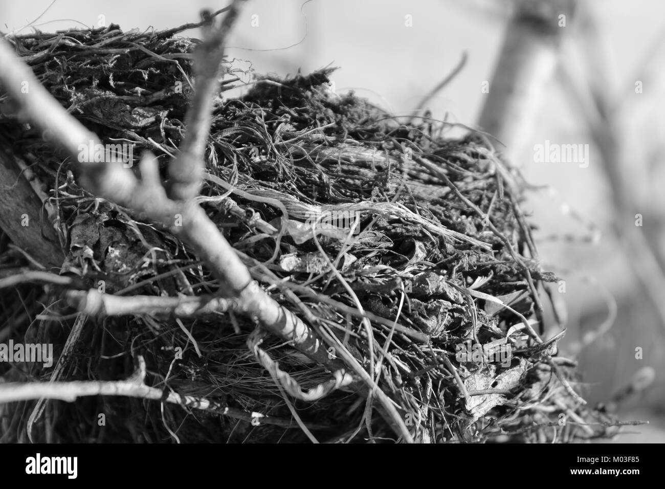 Close up birds nest in B & W Stock Photo - Alamy