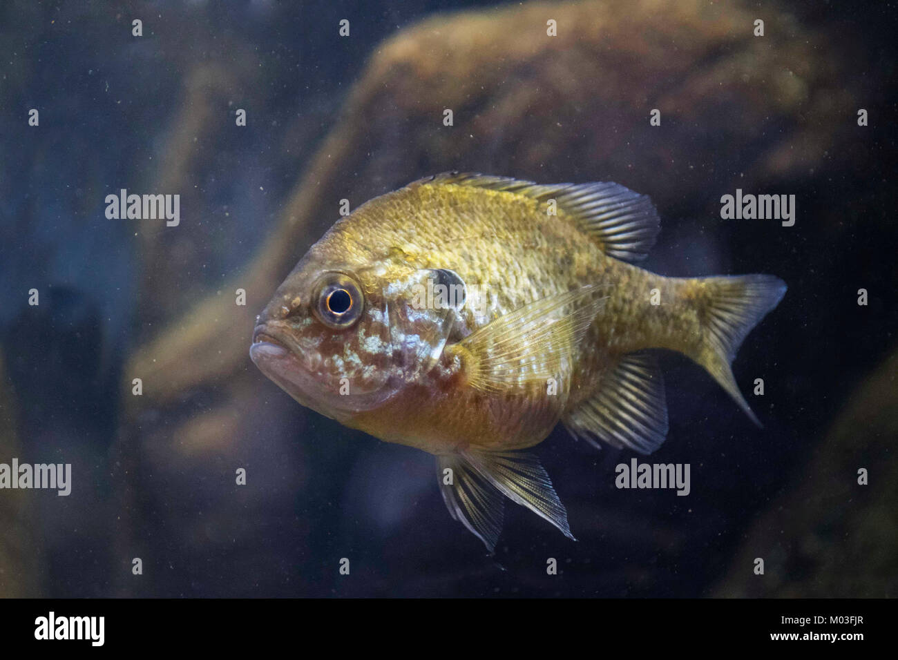 Pumpkinseed fish hi-res stock photography and images - Alamy