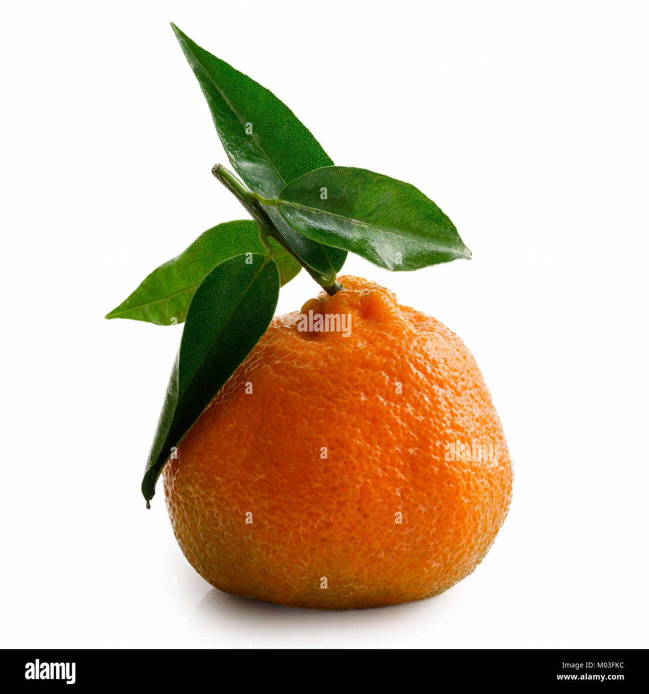 A single whole mandarin with a stem and leaves isolated on white Stock ...