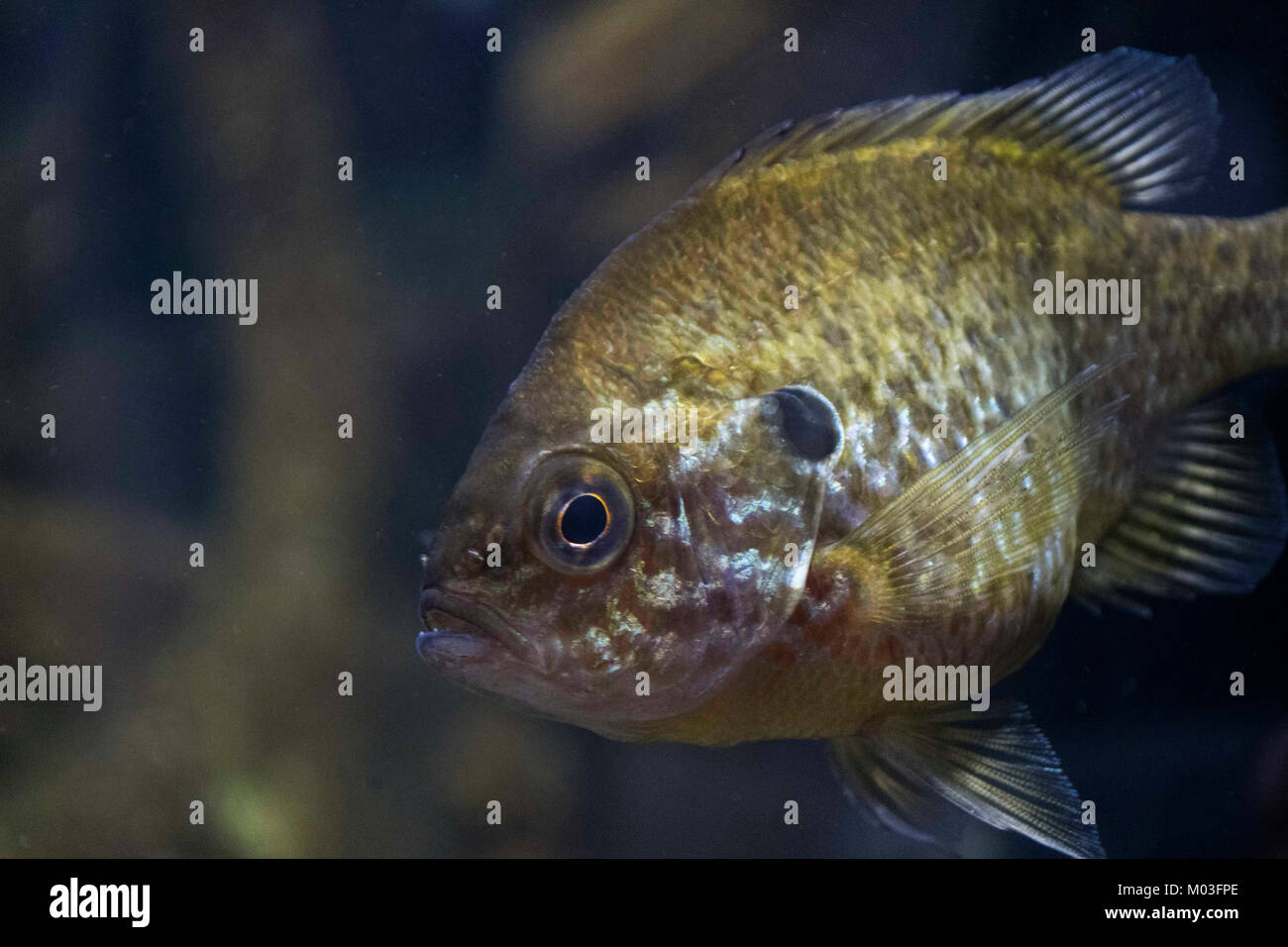 Pumpkinseed Fish High Resolution Stock Photography and Images - Alamy