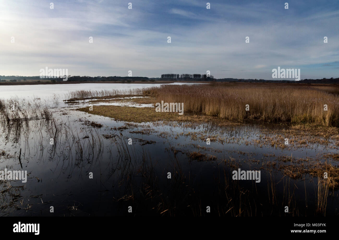 View across the reedbed taken from the Island Mere Hide, Minsmere ...