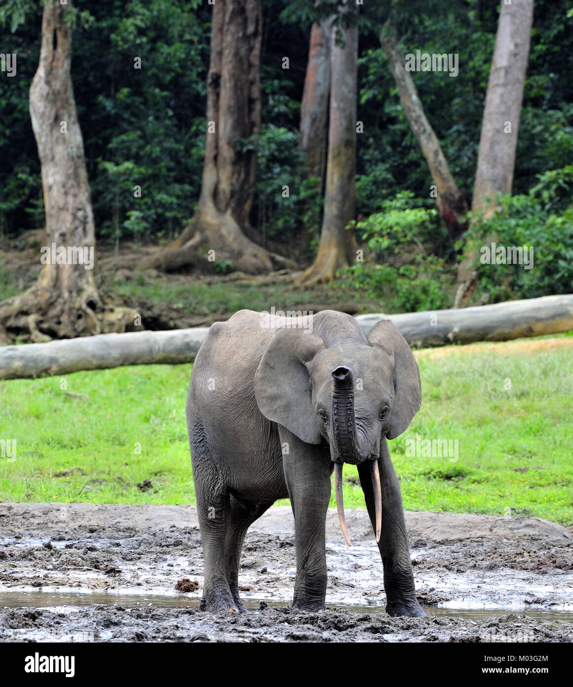 The African Forest Elephant, Loxodonta africana cyclotis, (forest ...