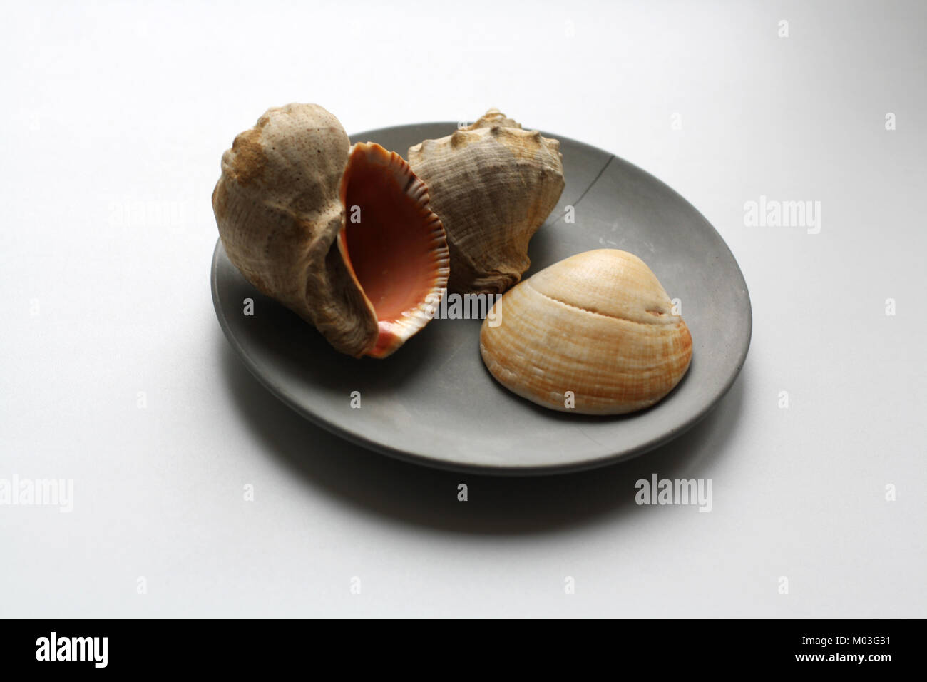Three sea shells isolated on grey concrete plate Stock Photo - Alamy