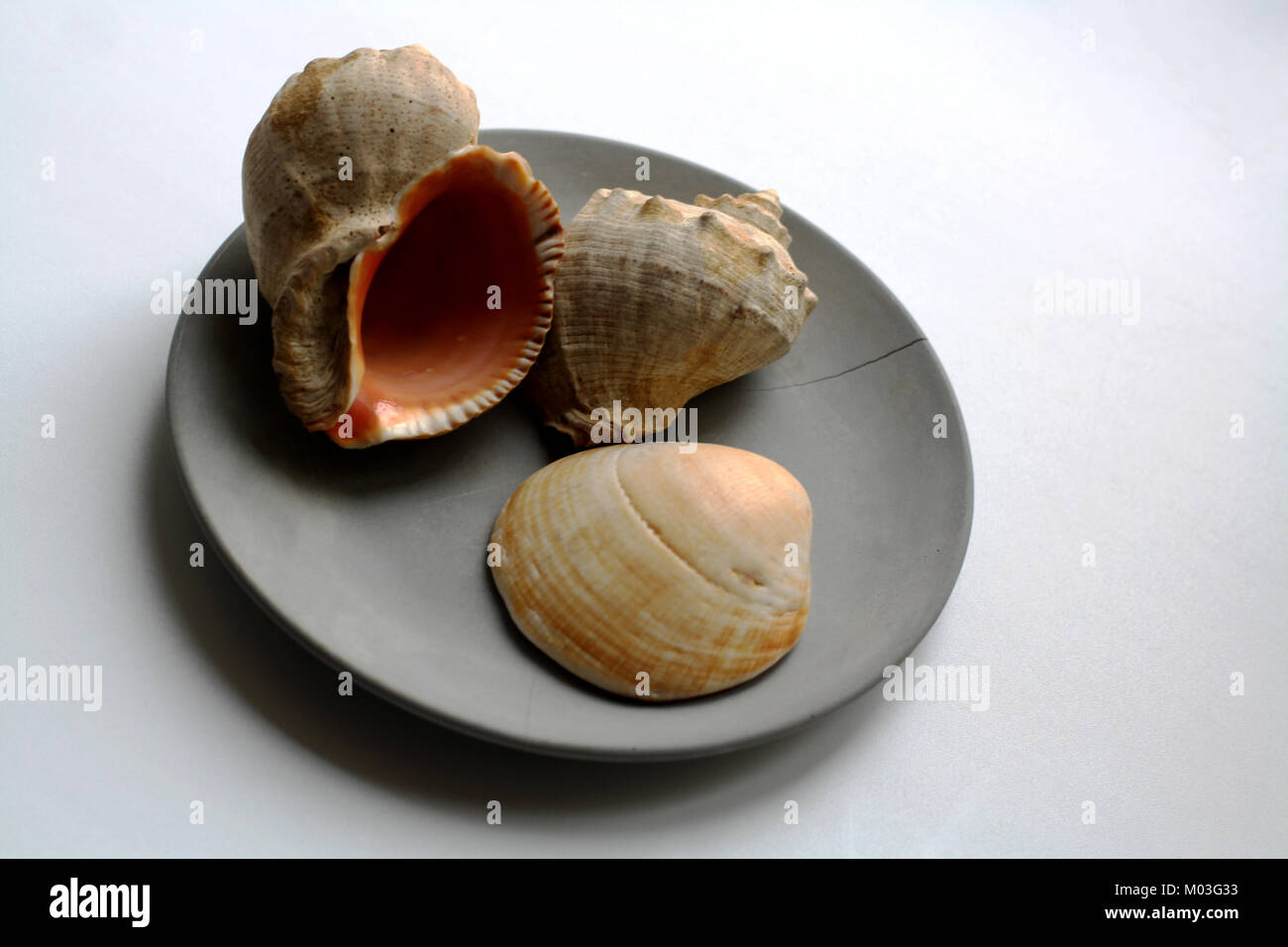 Three seashells isolated on grey concrete plate Stock Photo - Alamy