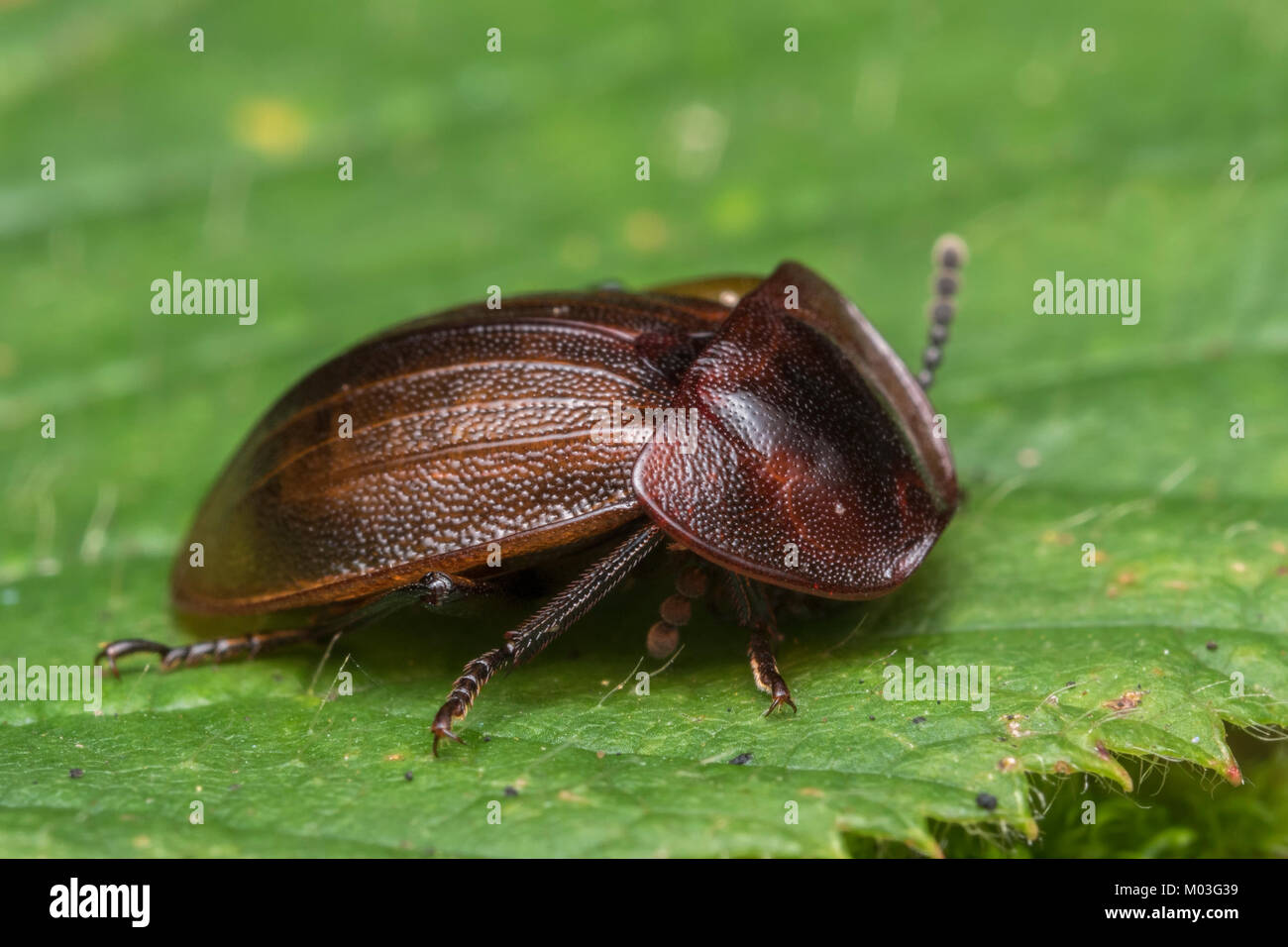 Burying beetles hi-res stock photography and images - Alamy