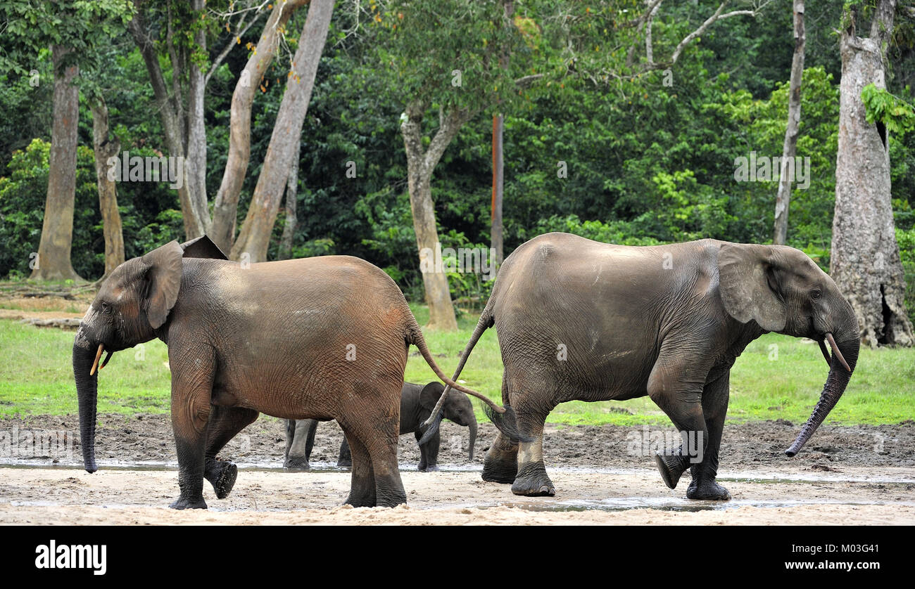 The African Forest Elephant, Loxodonta africana cyclotis, (forest ...