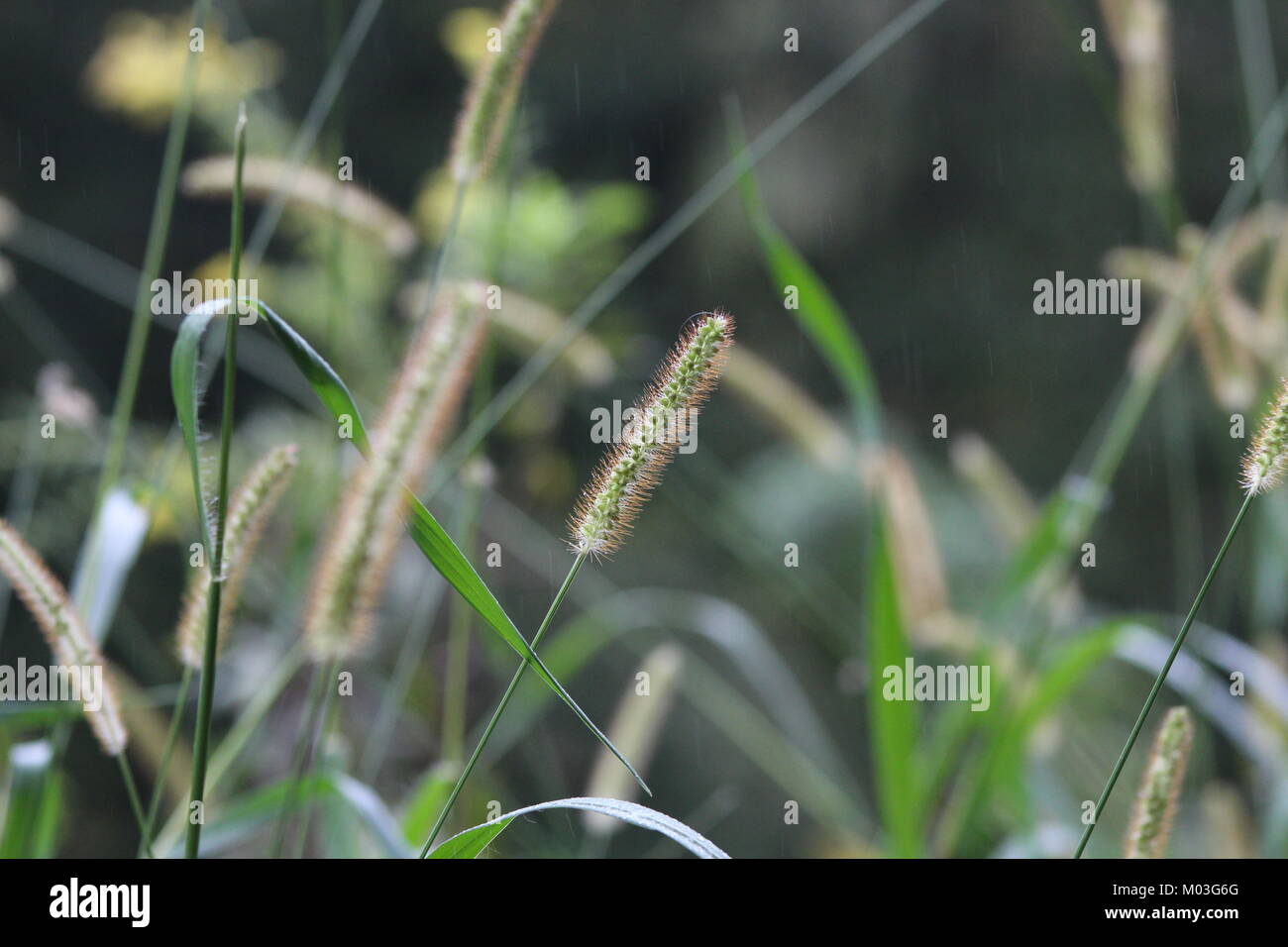 Blur background hd hi-res stock photography and images - Alamy
