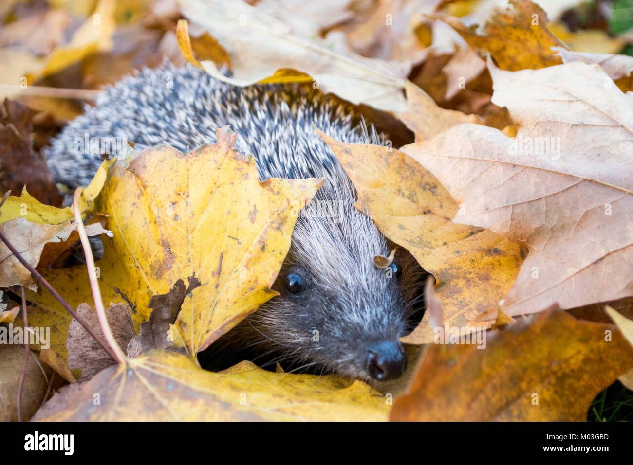 hedgehog in leaves Stock Photo - Alamy