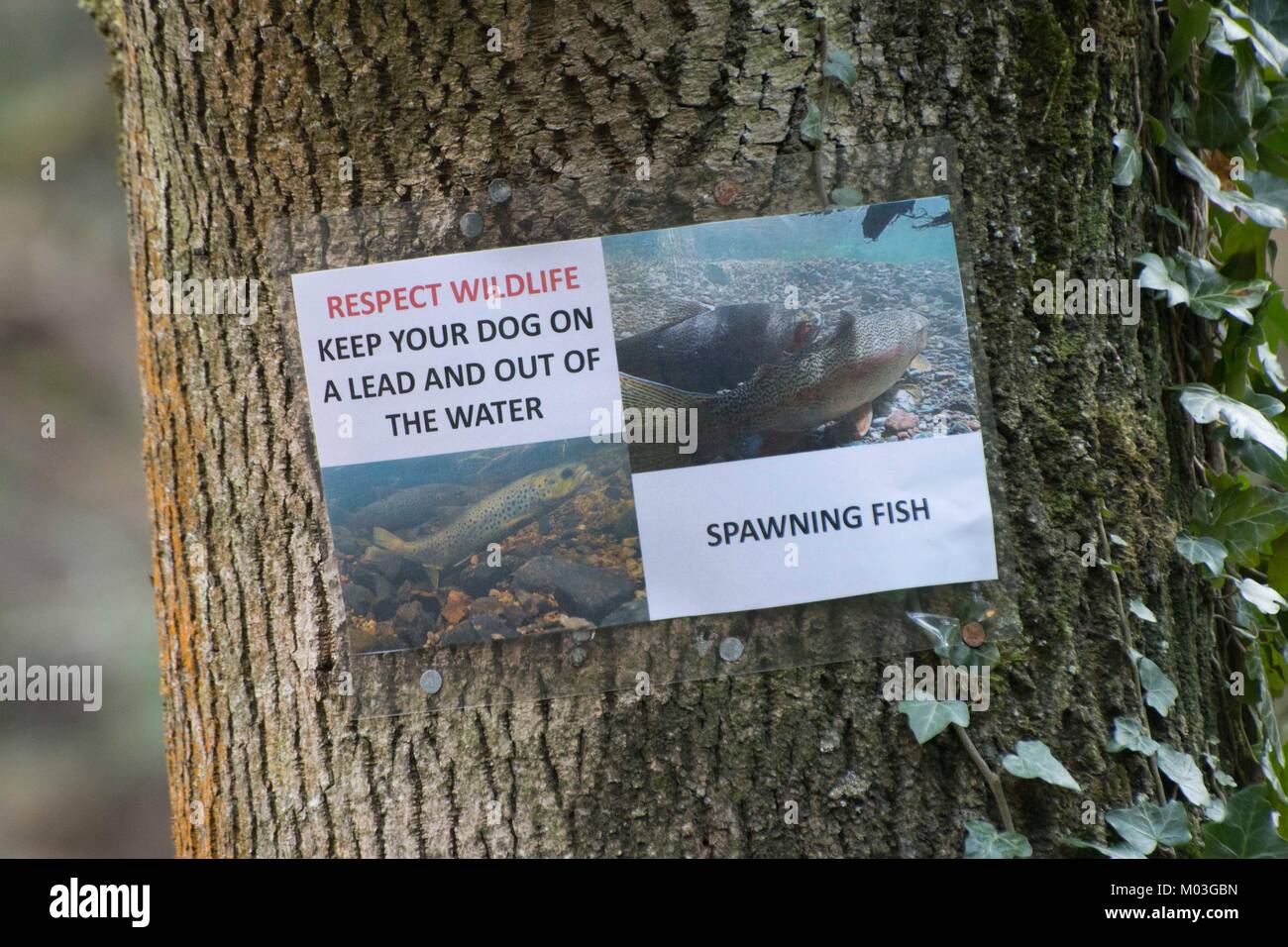 Spawning fish hi-res stock photography and images - Alamy