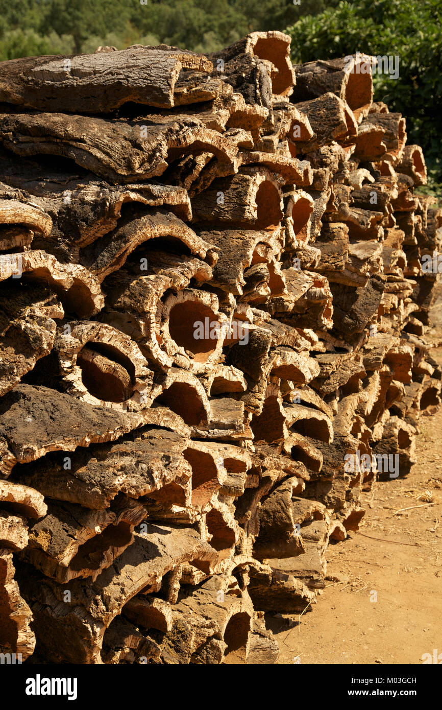 Natural Cork Bark harvested from cork oak trees, Algarve, Portugal ...