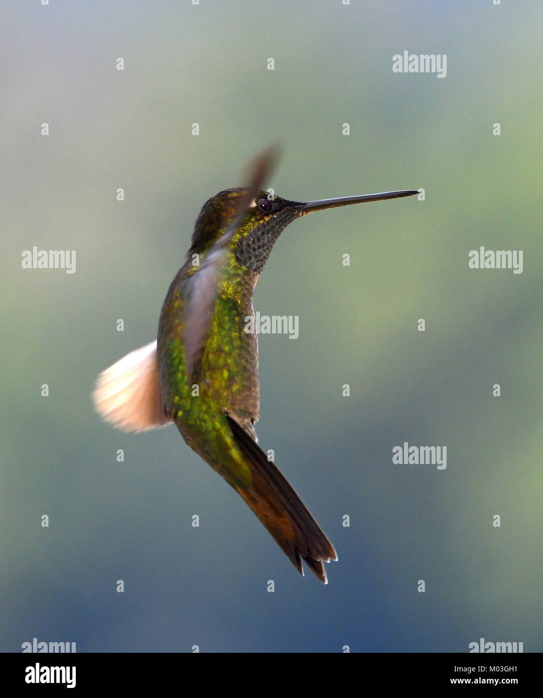 Rivoli's hummingbird (Eugenes fulgens spectabilis) in Costa Rica Stock ...