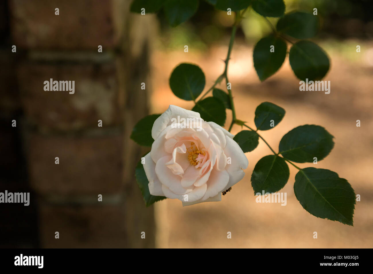 Historic elizabethan hi-res stock photography and images - Alamy