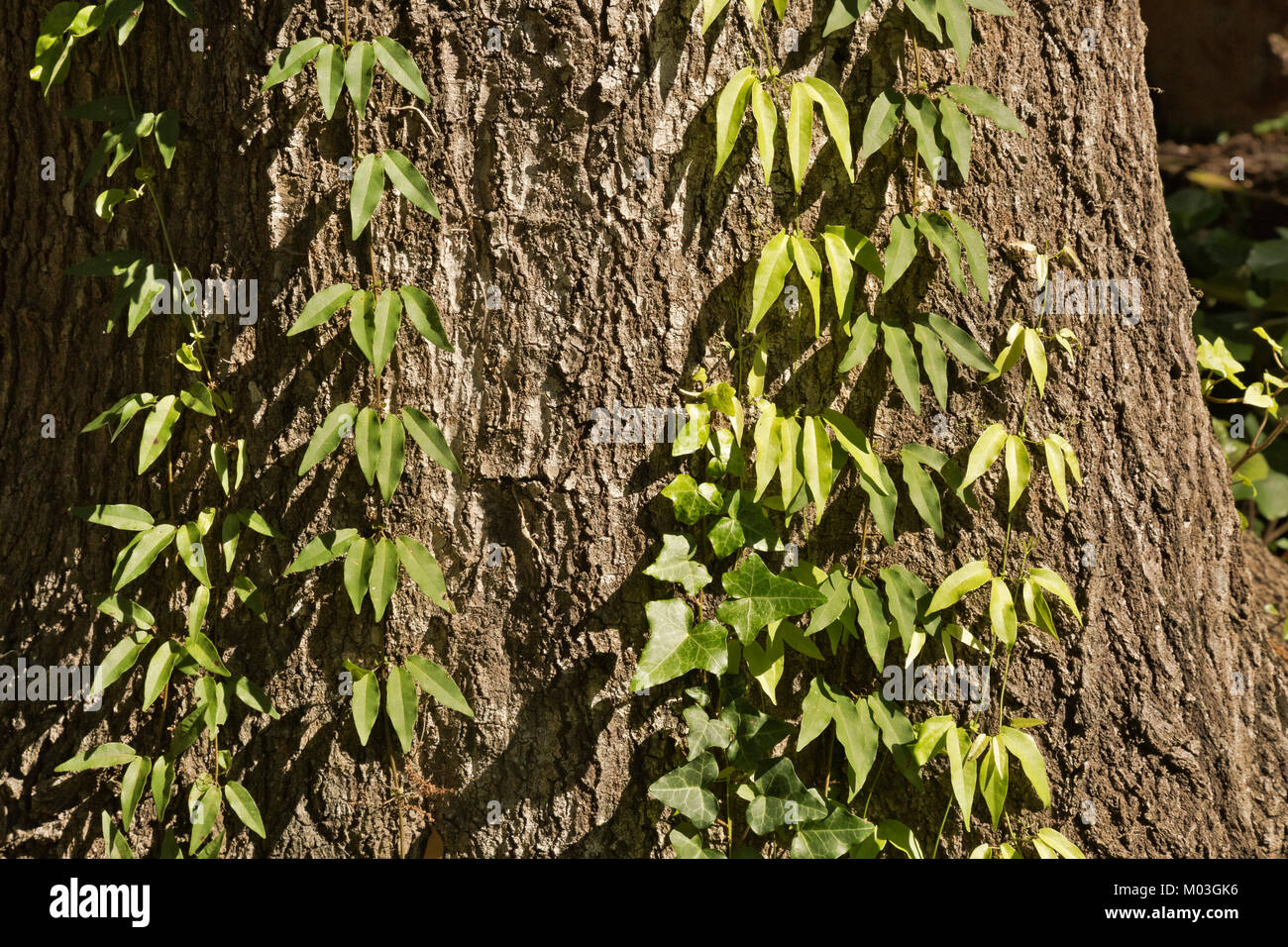 NC01343-00...NORTH CAROLINA - Tree draped with ivy and vines at the ...