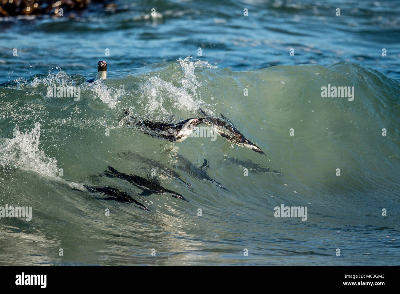 African penguins swimming in ocean wave. The African penguin ...