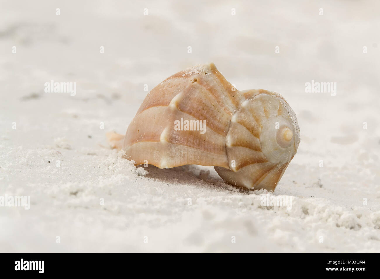 Shell on the beach Stock Photo - Alamy