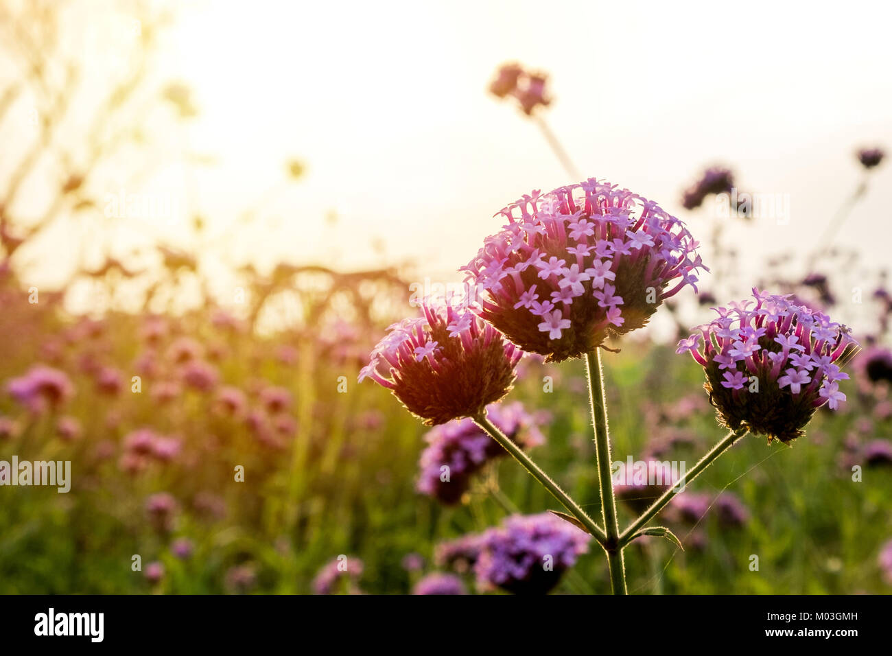 Purple Verbena tiny flowers in the garden with sunshine background ...
