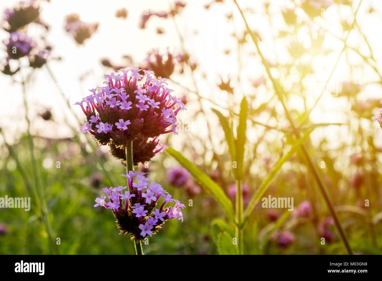 Purple Verbena tiny flowers in the garden with sunshine background ...