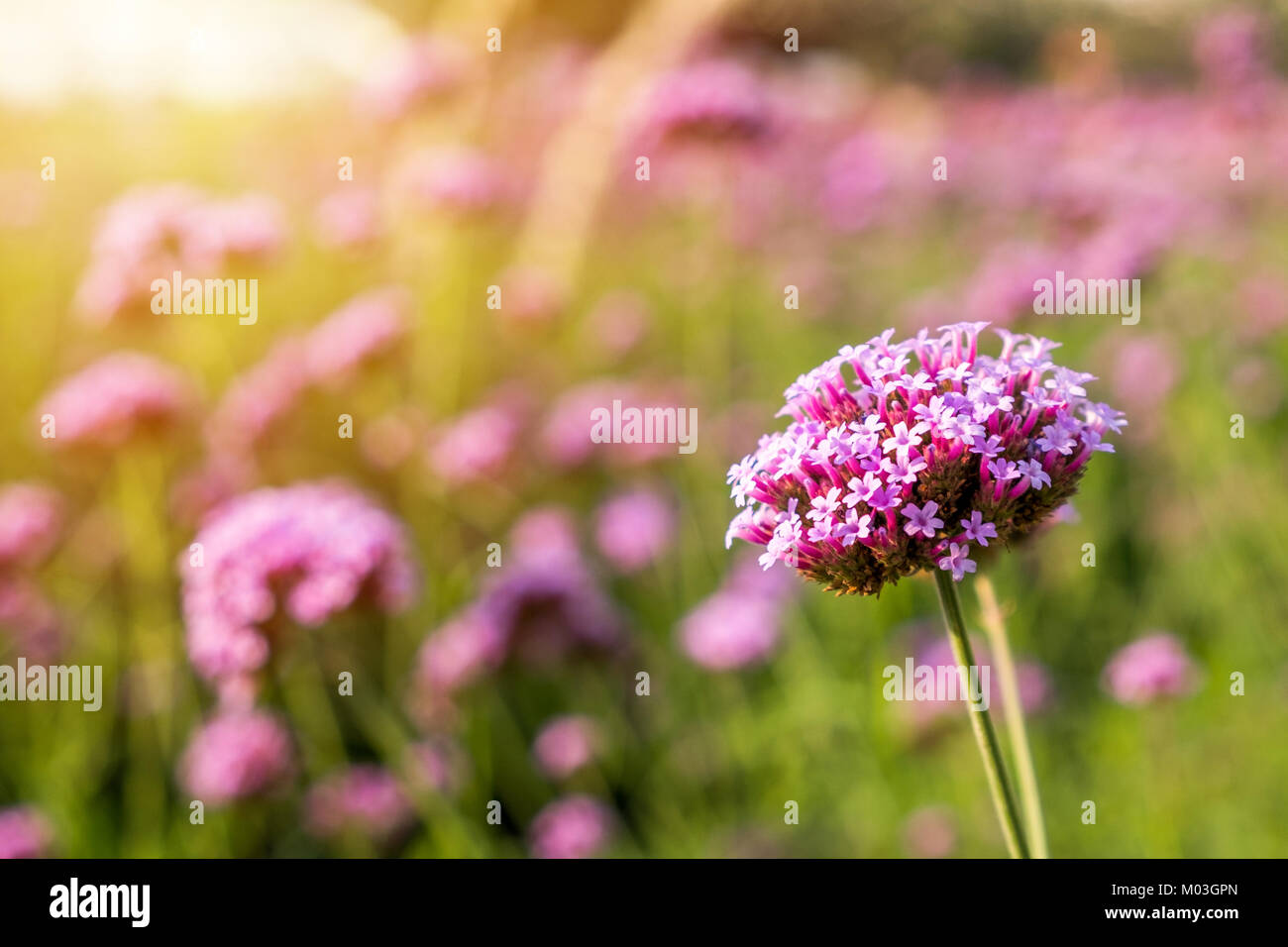 Purple Verbena tiny flowers in the garden with sunshine background ...