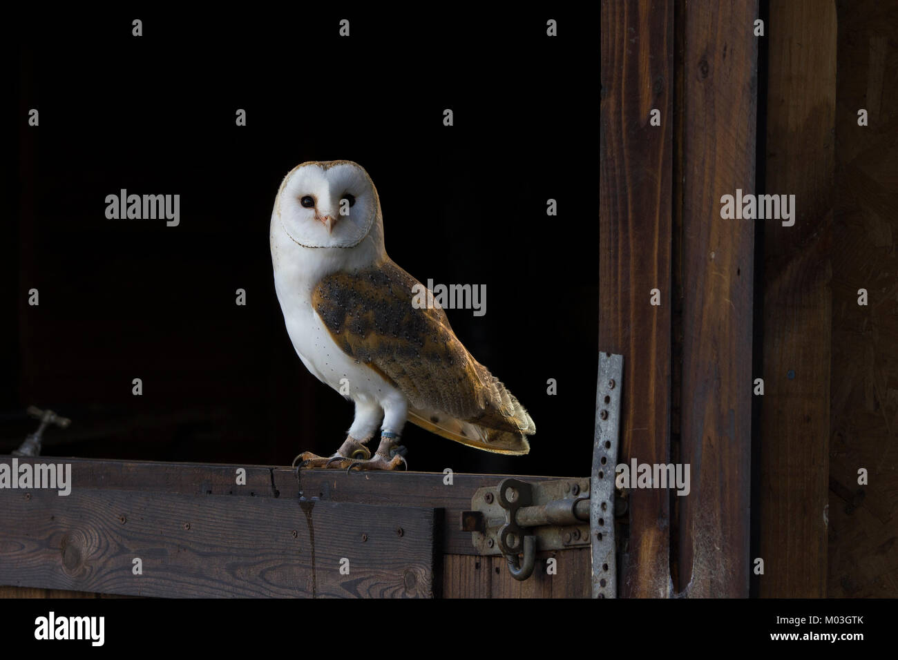 Barn Owl perched on a Barn Gate, Cornwall Stock Photo - Alamy