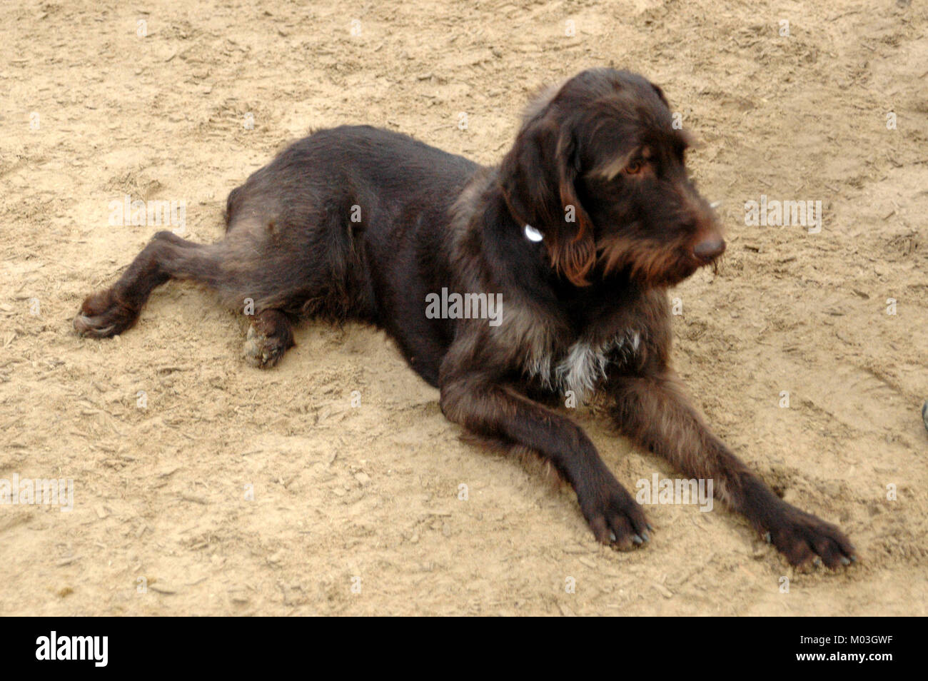 German wirehaired pointer hi-res stock photography and images - Alamy