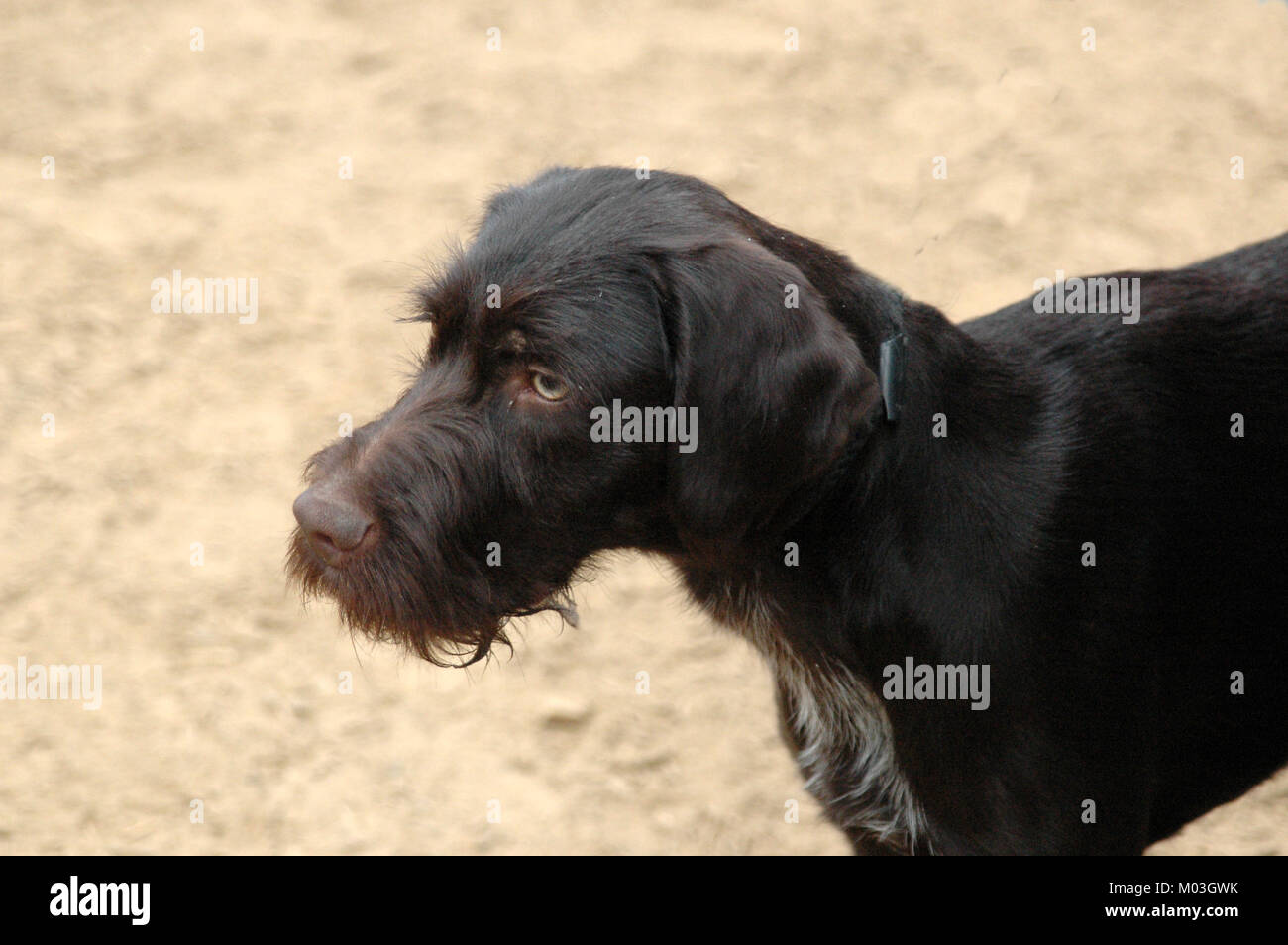 Closeup on a young German Wirehaired Pointer's face Stock Photo - Alamy