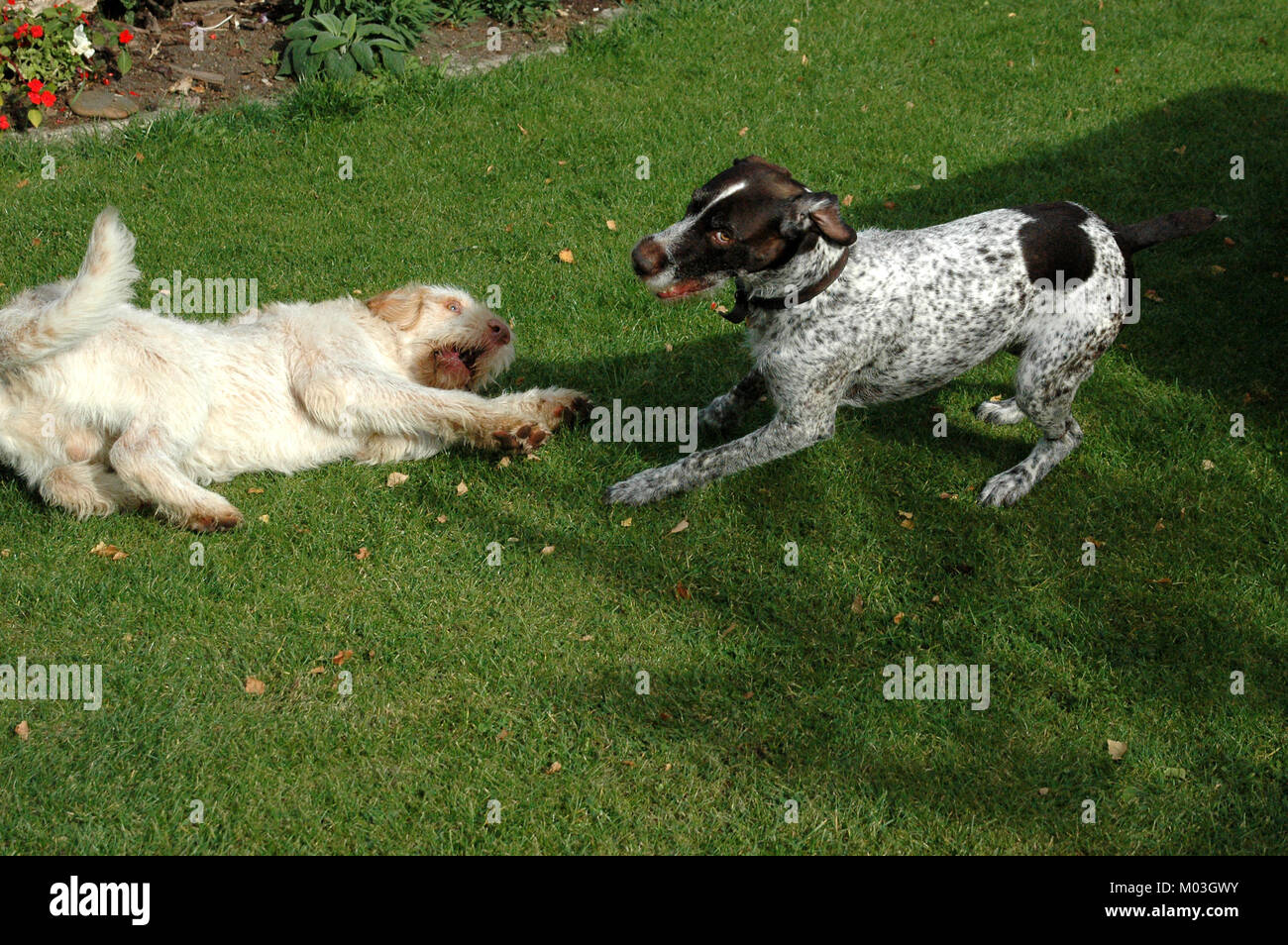 Two hunting dogs play, one of the dogs has turned over Stock Photo - Alamy