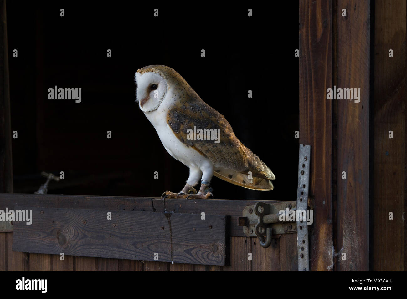 Barn Owl perched on a Barn Gate, Cornwall Stock Photo - Alamy