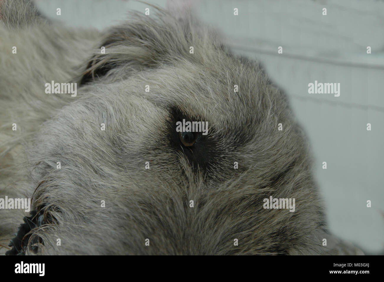 Closeup of an Irish Wolfhound's face, the dogs lays relaxed Stock Photo ...
