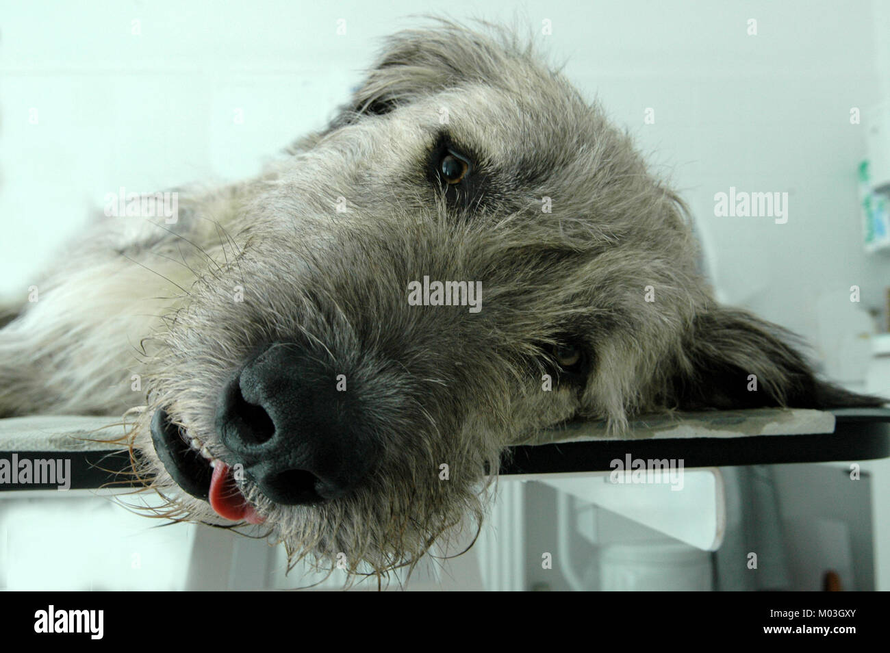 Closeup of an Irish Wolfhound's face, the dogs lays relaxed Stock Photo ...