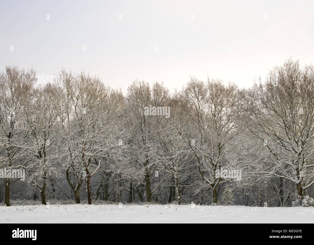 Snowy treeline on Kinver Edge, Staffordshire, UK. Winter season concept ...
