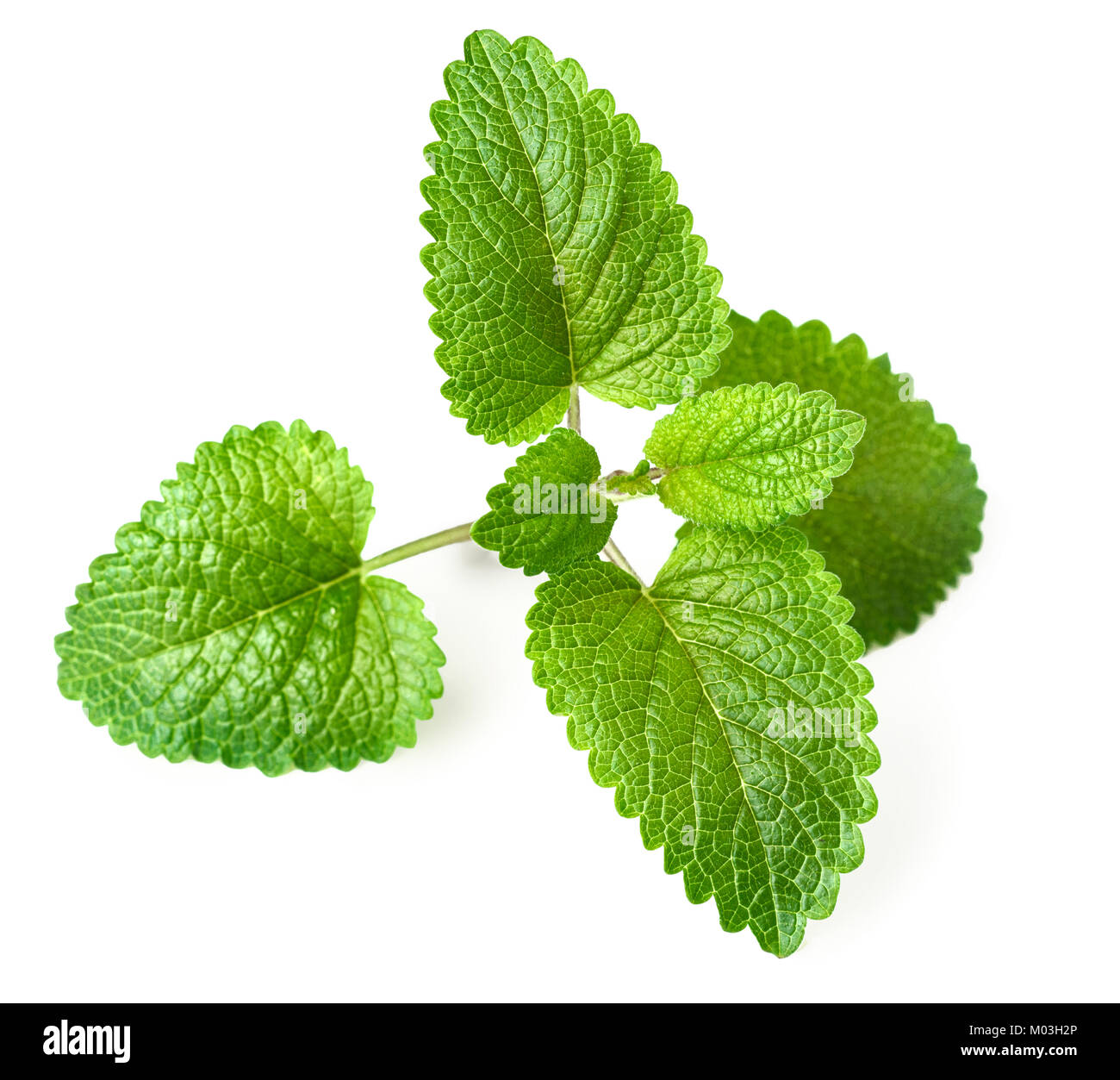 Lemon balm melissa officinalis hi-res stock photography and images - Alamy