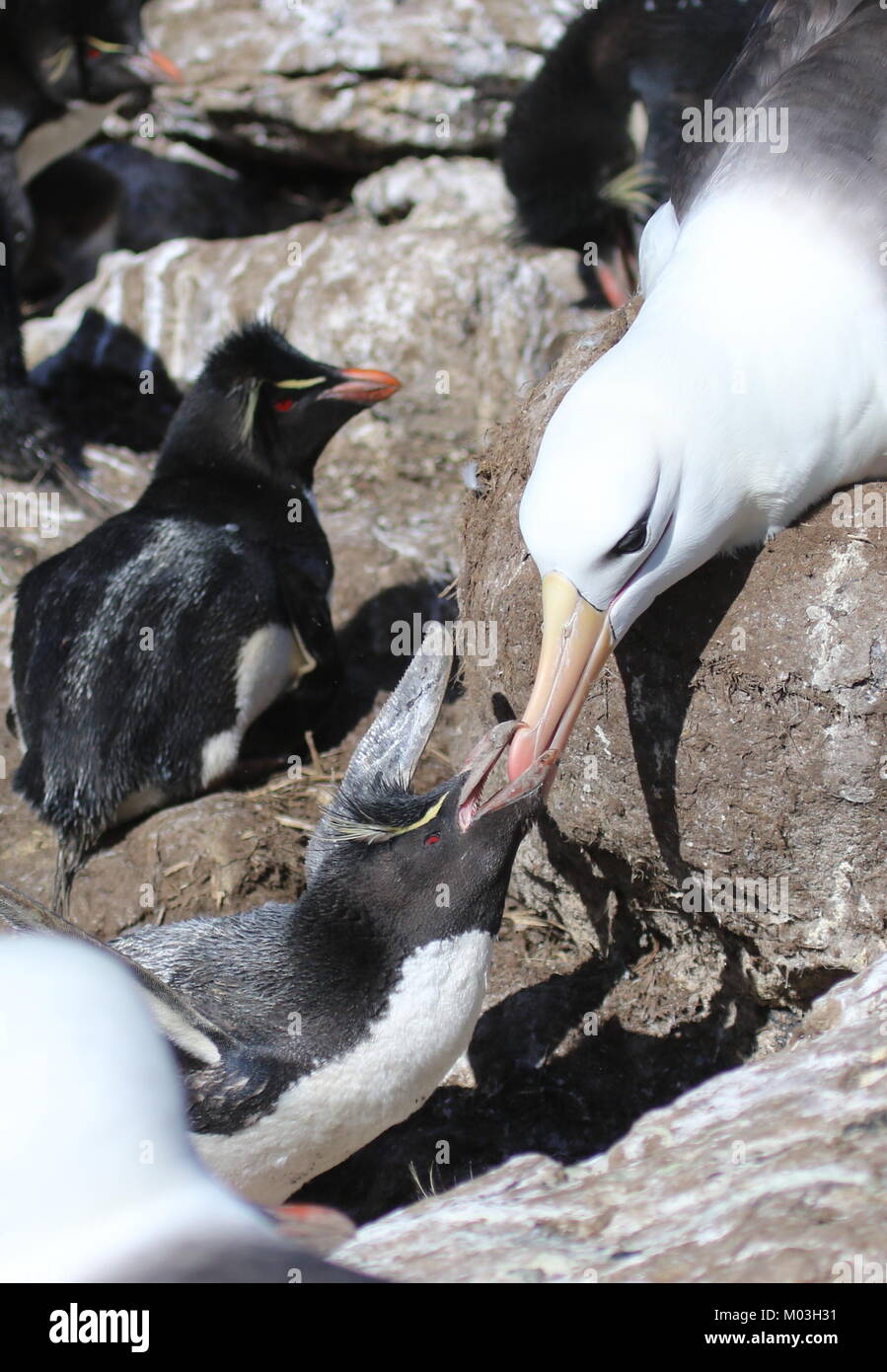 Battle penguin hi-res stock photography and images - Alamy