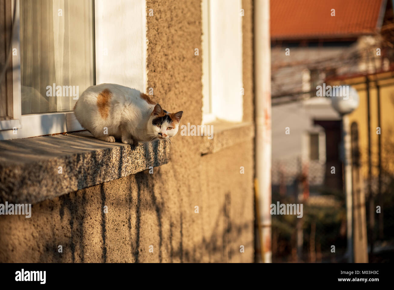 Cat on the window in winter Stock Photo - Alamy
