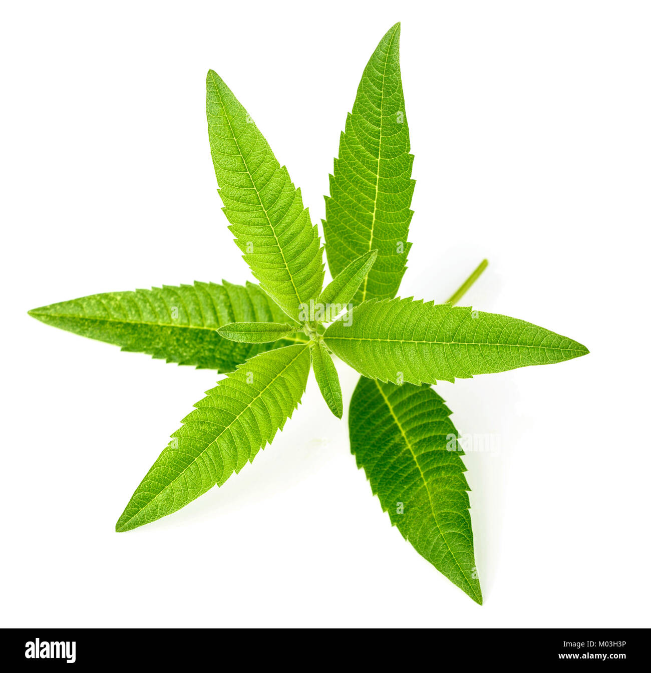Verbena leaf Cut Out Stock Images & Pictures - Alamy