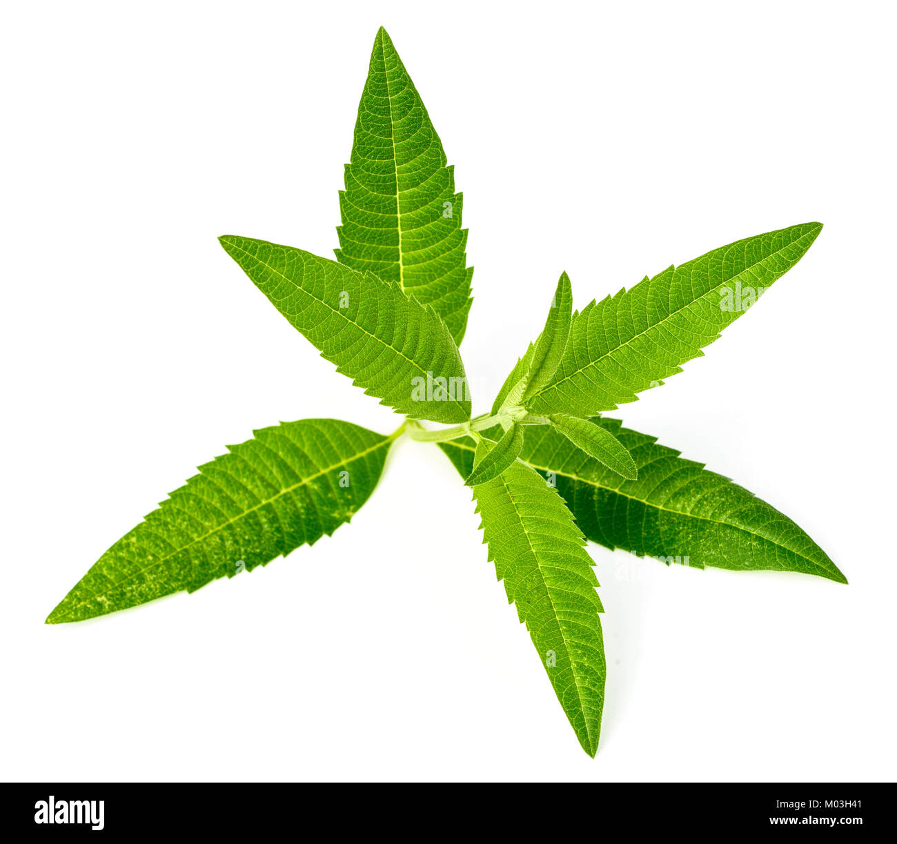 fresh lemon verbena leaves isolated on white Stock Photo - Alamy