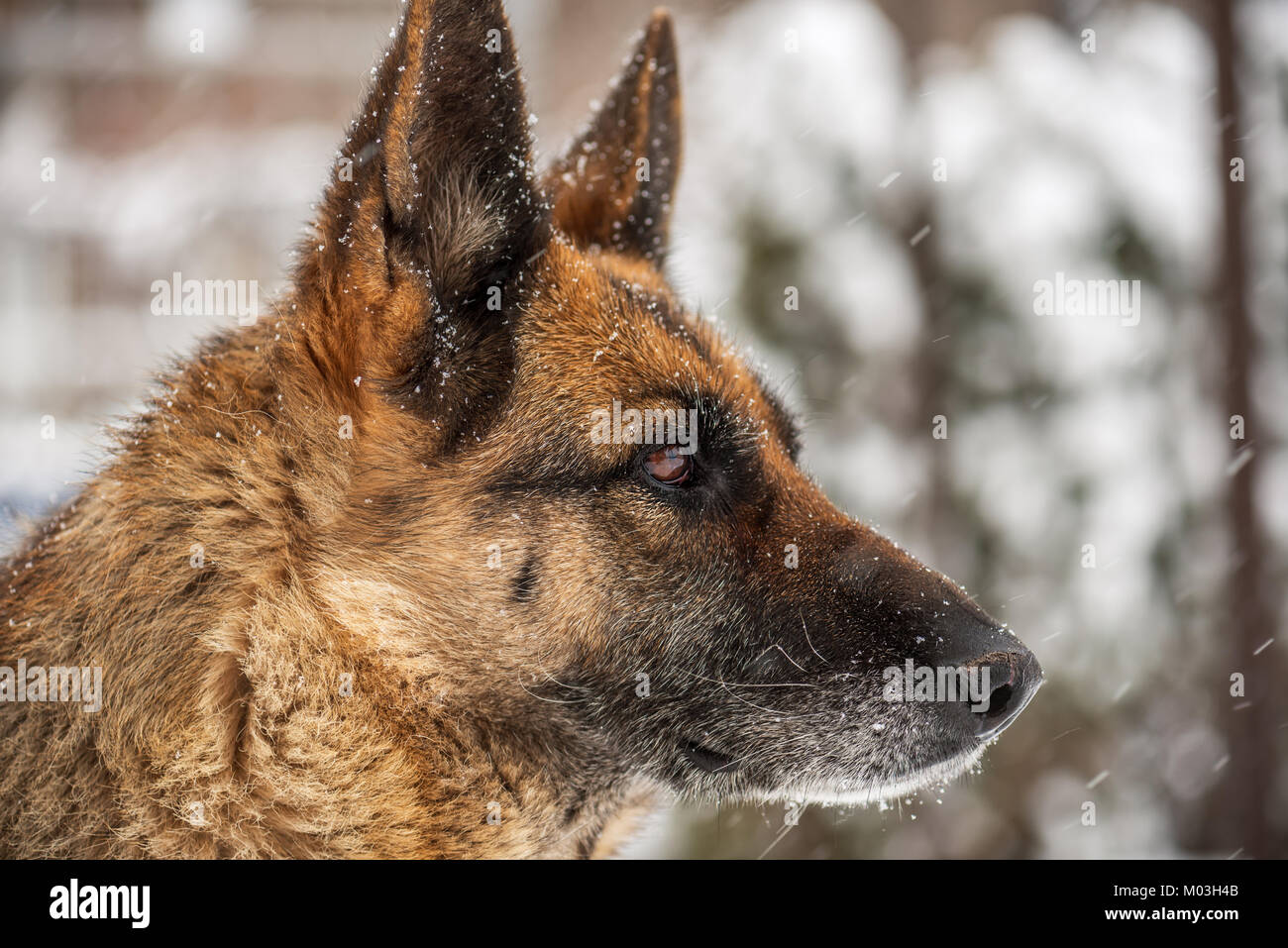 Portrait of German Shepherd Dog in Snow Stock Photo - Alamy
