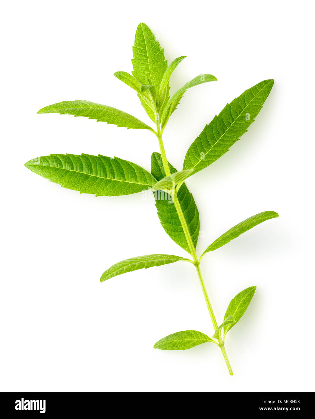 fresh lemon verbena leaves isolated on white Stock Photo - Alamy