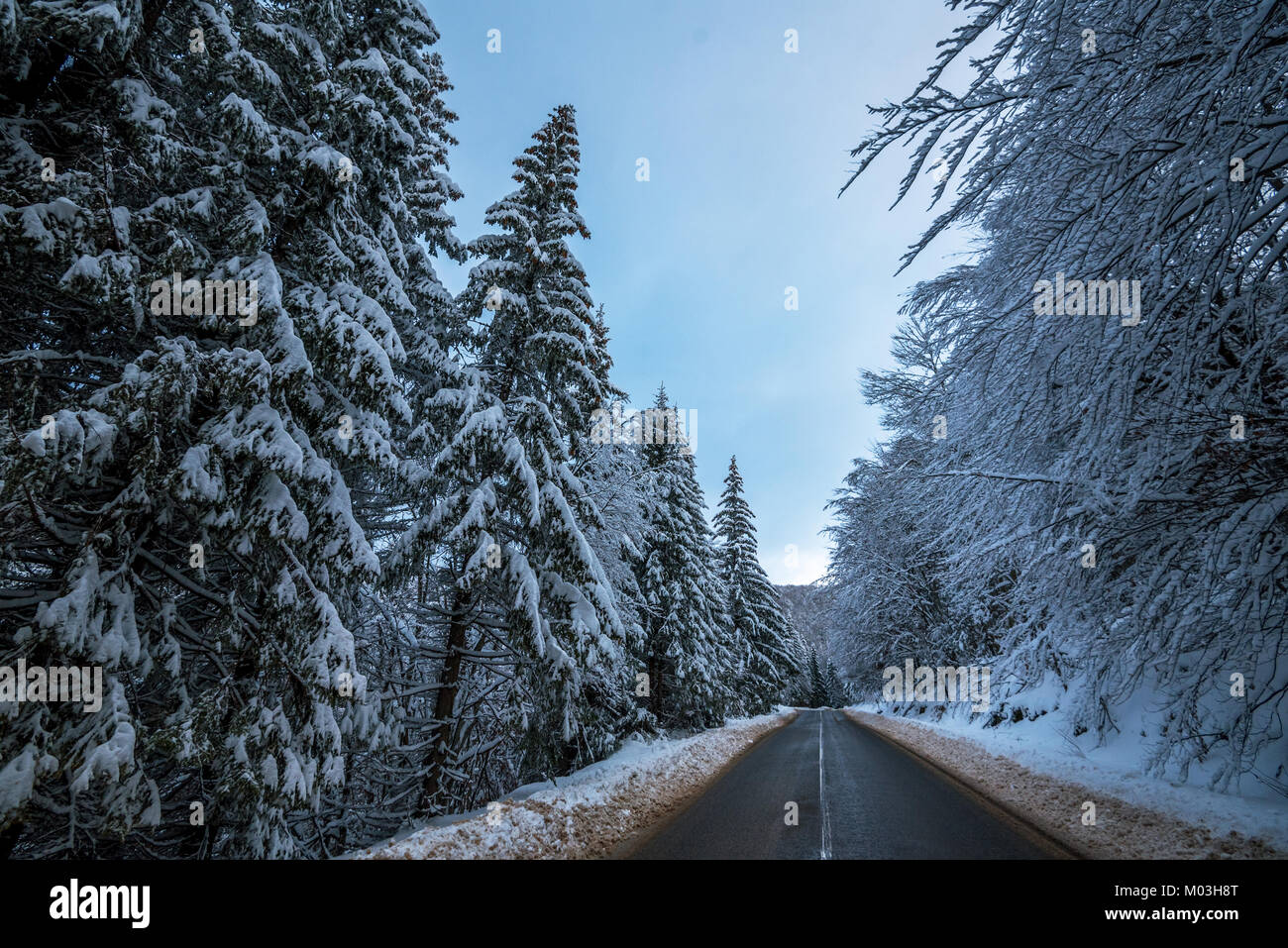 Mountain winter road through the forest Stock Photo - Alamy