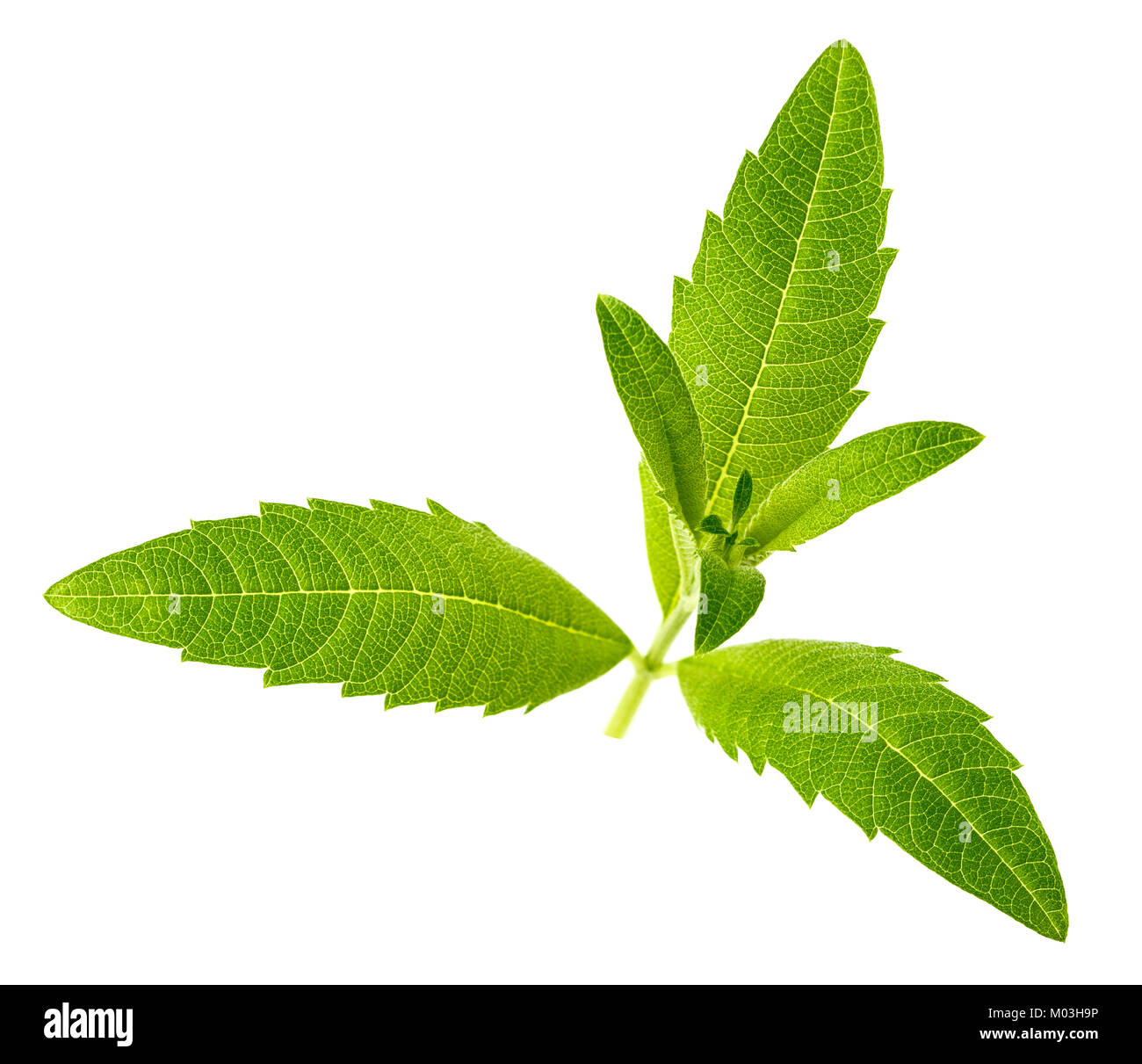 Verbena plant Cut Out Stock Images & Pictures - Alamy