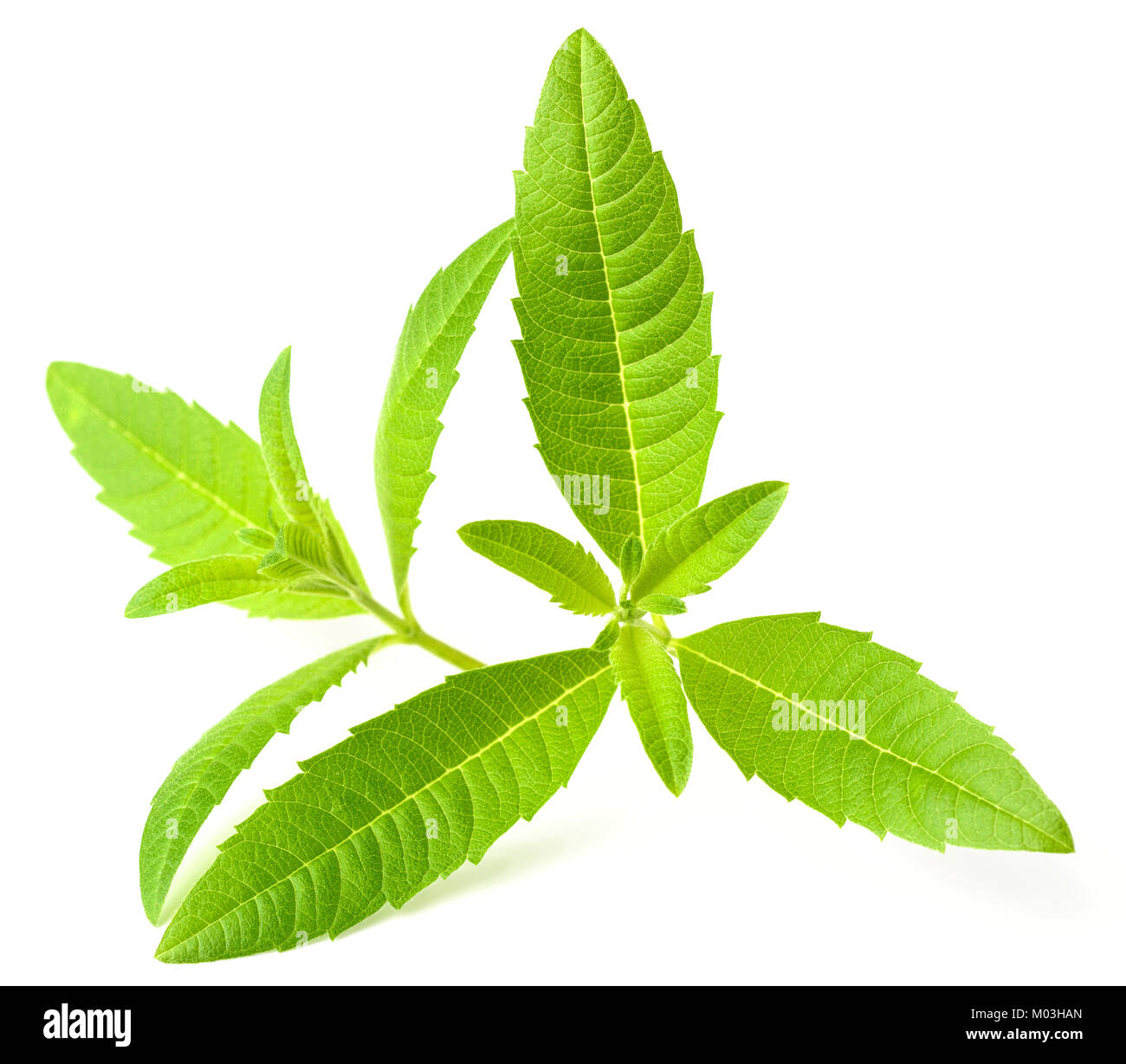 fresh lemon verbena leaves isolated on white Stock Photo - Alamy