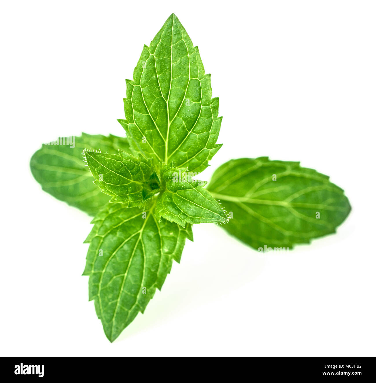 fresh herb, peppermint leaves isolated on white Stock Photo - Alamy